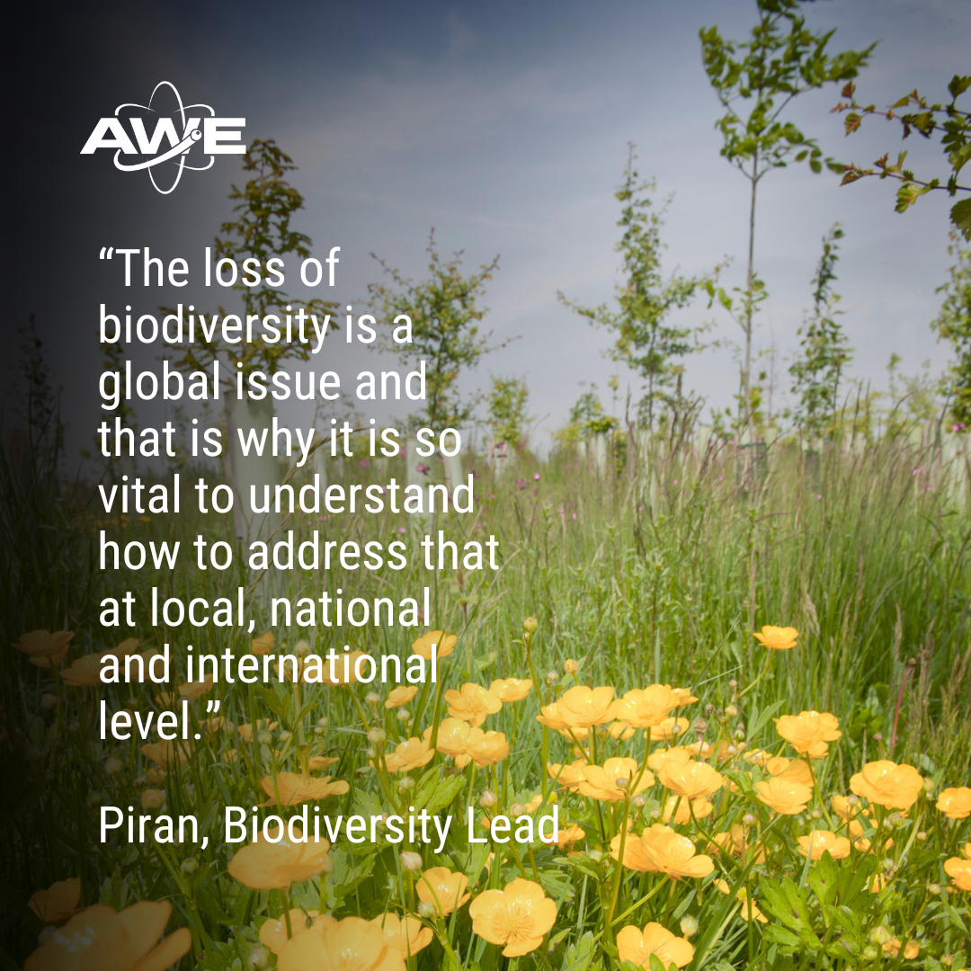 Biodiversity – AWE
